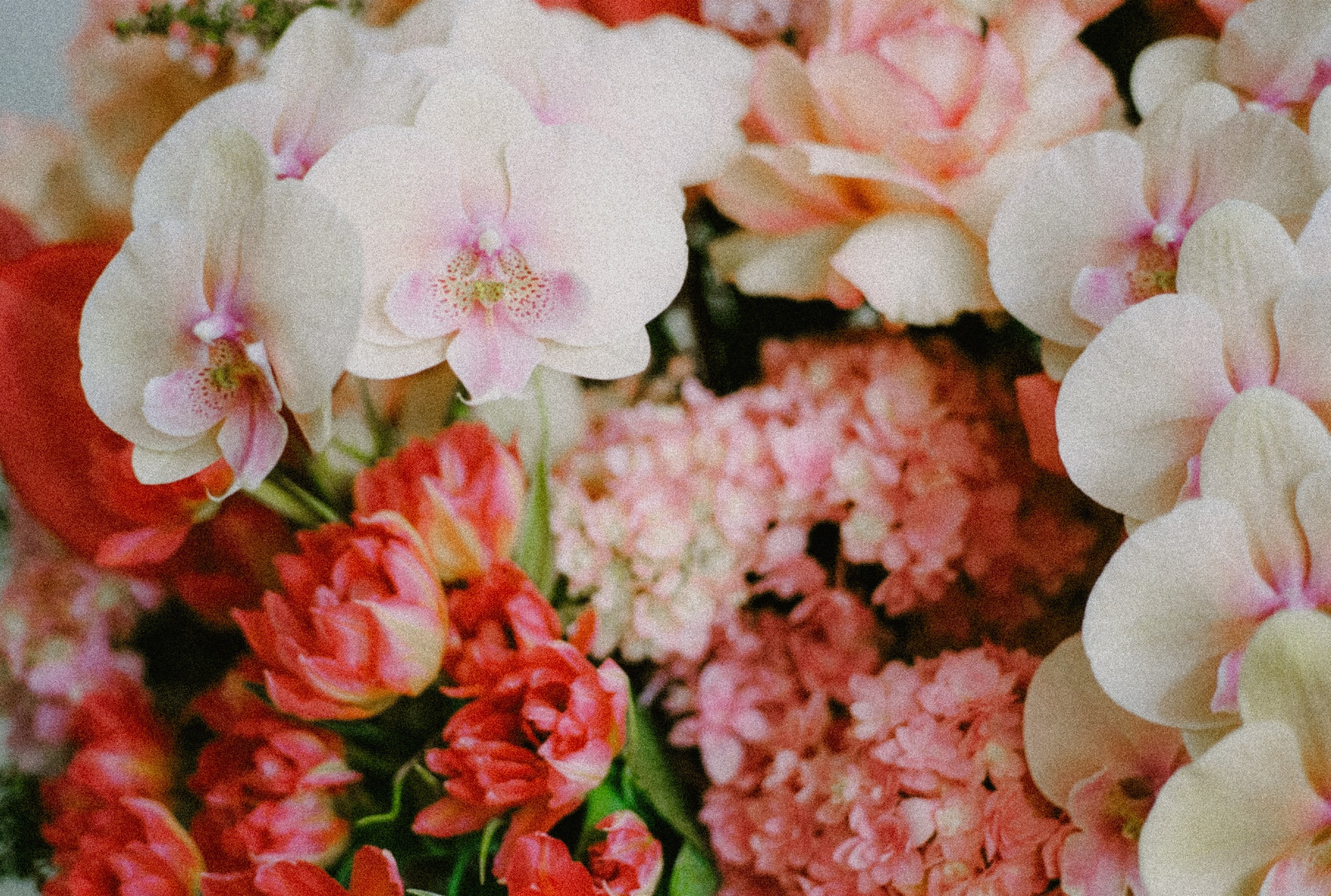 What Is The Aries Zodiac Flower? | BloomBar Flowers