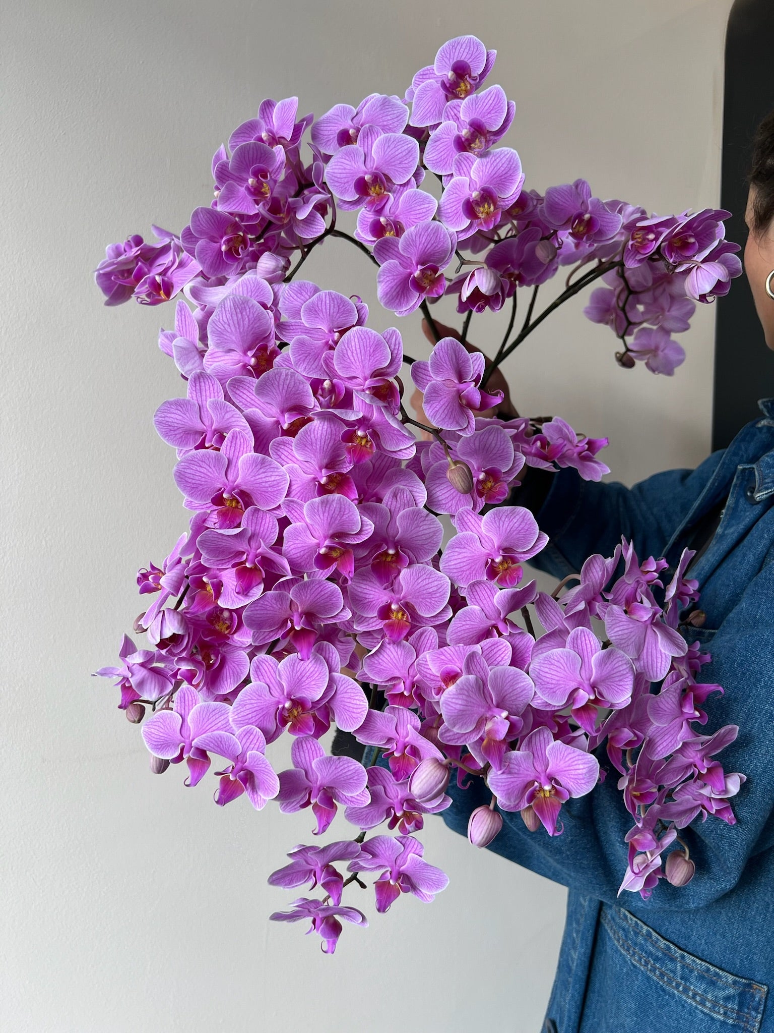 Cancer Flower What Is Cancer s Zodiac Flower BloomBar Bloombar Cancer Flower What Is Cancer s Zodiac Flower BloomBar Bloombar